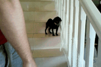 Mop GIFs - Get the best gif on GIFER