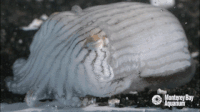 Cuttlefish GIFs - Get the best gif on GIFER