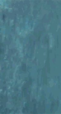 Diving GIFs - Get the best gif on GIFER