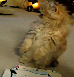 Fluffy cat GIF - Conseguir o melhor gif em GIFER