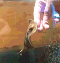 Stingray GIFs - Get the best gif on GIFER