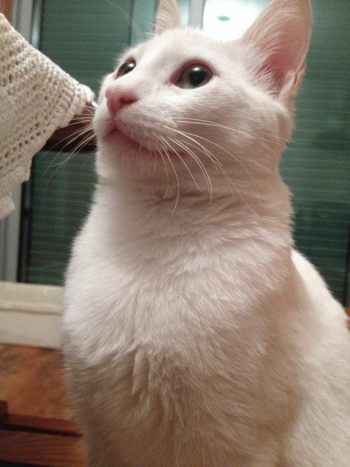 Gifspike GIF - Conseguir el mejor gif en GIFER