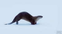 Otter GIFs - Get the best gif on GIFER
