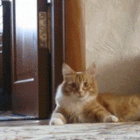 Mignon GIFs - Obtenez le meilleur gif sur GIFER