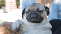 Pug GIFs - Get the best gif on GIFER