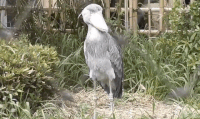 Stork GIFs - Get the best gif on GIFER