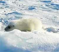 Seals GIFs - Get the best gif on GIFER