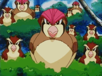 Pidgey GIFs - Get the best gif on GIFER