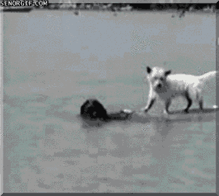 Helping paw GIF - Conseguir o melhor gif em GIFER