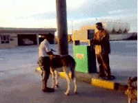 Donkey GIFs - Get the best gif on GIFER