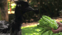 Lettuce GIFs - Get the best gif on GIFER