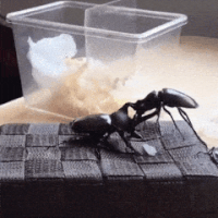 Begone GIFs - Get the best gif on GIFER