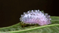 Larva GIFs - Get the best gif on GIFER