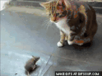 Moderator GIFs - Get the best gif on GIFER