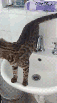 Agile GIFs - Get the best gif on GIFER