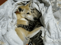 Snuggle GIFs - Get the best gif on GIFER