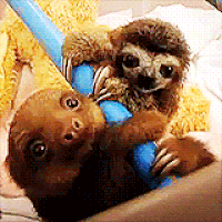 Meet the sloths GIF - Conseguir o melhor gif em GIFER