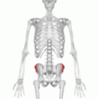 Cresta GIFs - Get the best gif on GIFER