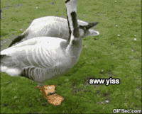 Goose GIFs - Get the best gif on GIFER
