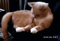Subwoofer GIFs - Get the best gif on GIFER