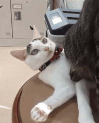 Sats GIFs - Get the best gif on GIFER