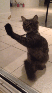Mites GIFs - Get the best gif on GIFER