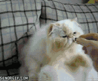 Lahm GIFs - Get the best gif on GIFER