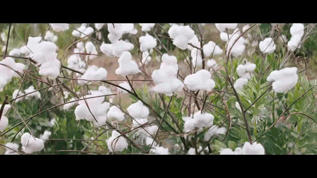 Cottonblood GIFs - Get the best gif on GIFER