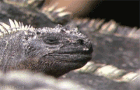 Lizards GIFs - Get the best gif on GIFER