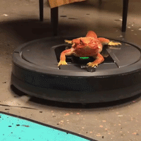 Reptile GIFs - Get the best gif on GIFER