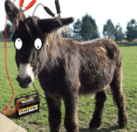 Donkeys GIFs - Get the best gif on GIFER