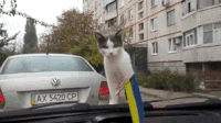 Windshield GIFs - Get the best gif on GIFER