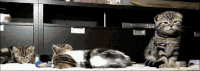 Pffft GIFs - Get the best gif on GIFER