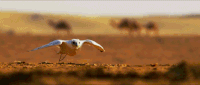 Desert GIFs - Get the best gif on GIFER