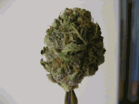 Kush GIFs - Get the best gif on GIFER