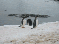 Antarctica GIFs - Get the best gif on GIFER