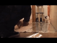 Foil GIFs - Get the best gif on GIFER