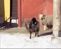 Hitch hiker GIFs - Get the best gif on GIFER