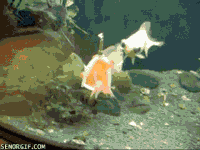 Harnessing GIFs - Get the best gif on GIFER