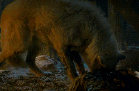 Watcher GIFs - Get the best gif on GIFER