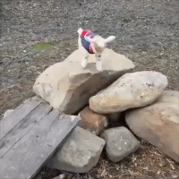 Goat GIFs - Get the best gif on GIFER