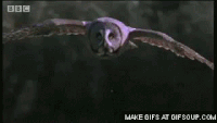 Owl GIFs - Get the best gif on GIFER