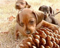 Teckel GIFs - Get the best gif on GIFER
