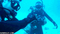 Diver GIFs - Get the best gif on GIFER
