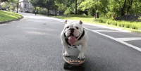 Bulldog GIFs - Get the best gif on GIFER
