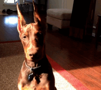 Decals GIFs - Get the best gif on GIFER