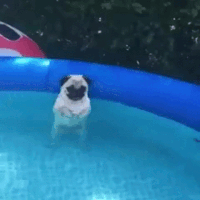 Pug GIFs - Get the best gif on GIFER