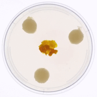 Mold GIFs - Get the best gif on GIFER