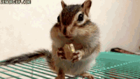 Chipmunk GIFs - Get the best gif on GIFER