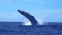 Whales GIFs - Get the best gif on GIFER